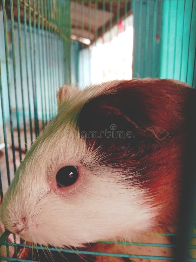 Mouse stock photo. Image of cute, mouse, lovely - 169234810