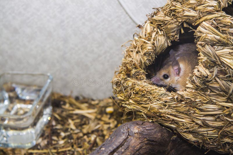 3d Mouse Home Illustration with Text. Stock Image - Image of hole, door ...