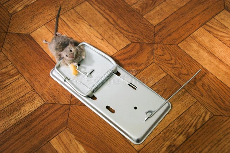 The mouse in a mousetrap stock image. Image of trap, protection - 11791321