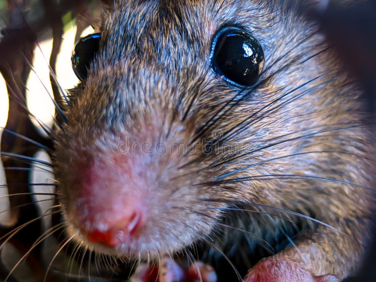 A Mouse in a Mousetrap. Mouse Eyes and Heads. Iron Mouse Trap Stock ...