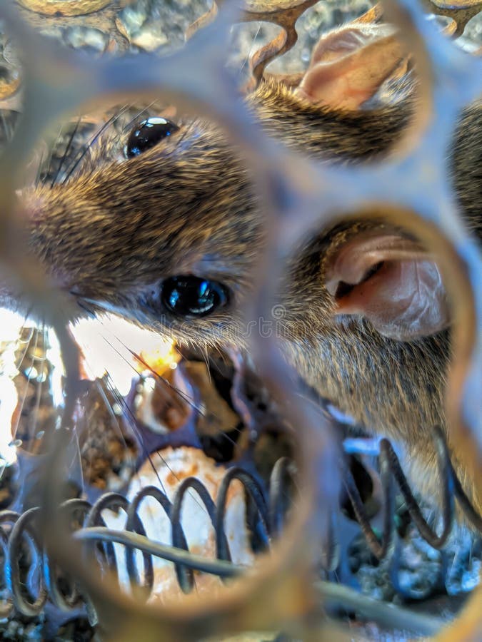 A Mouse in a Mousetrap. Mouse Eyes and Heads. Iron Mouse Trap Stock ...