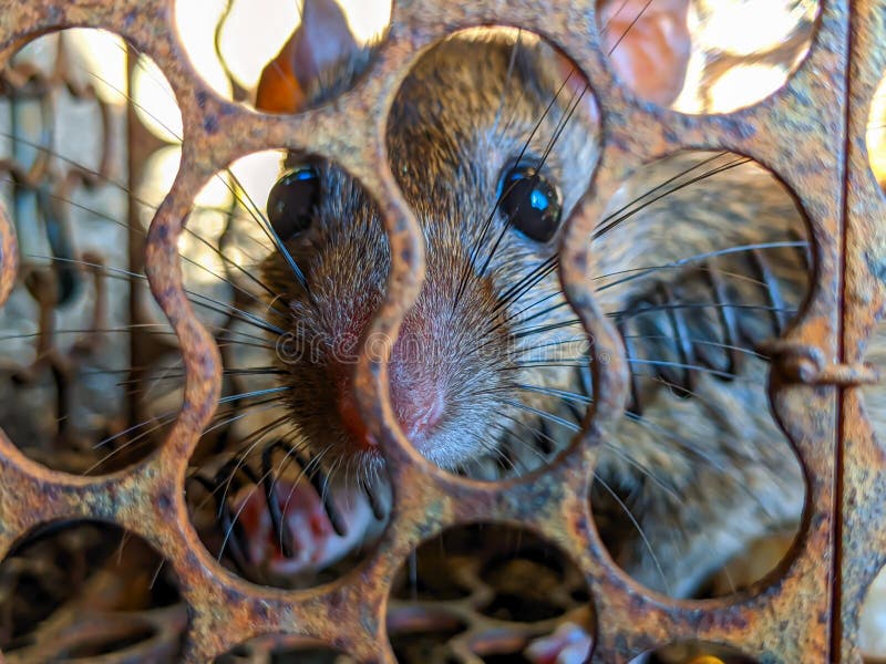 A Mouse in a Mousetrap. Mouse Toes. Iron Mousetrap Stock Image - Image ...