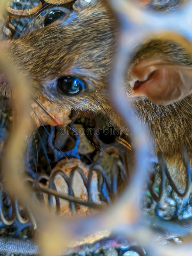 A Mouse in a Mousetrap. Mouse Toes. Iron Mousetrap Stock Photo - Image ...