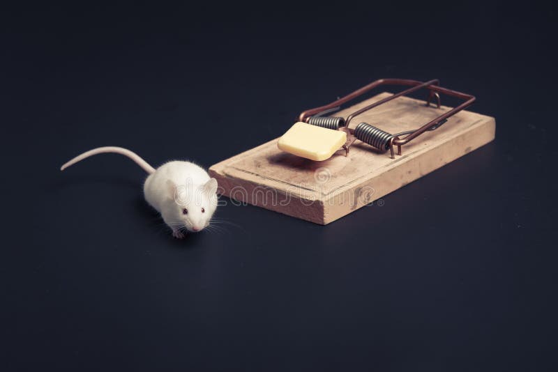 Mouse Near Ouse Trap with Copy Space Stock Image - Image of control ...