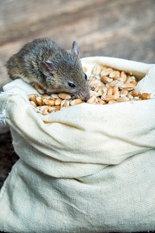189 Mouse Nibbles Stock Photos - Free & Royalty-Free Stock Photos from ...
