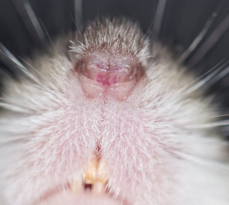 Mouse nose. close-up stock photo. Image of tail, fluffy - 101329648