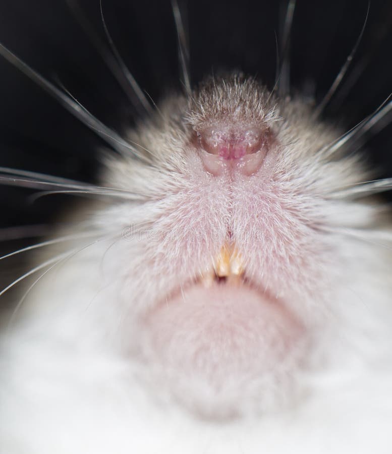 Mouse nose. close-up stock photo. Image of white, tail - 89685692