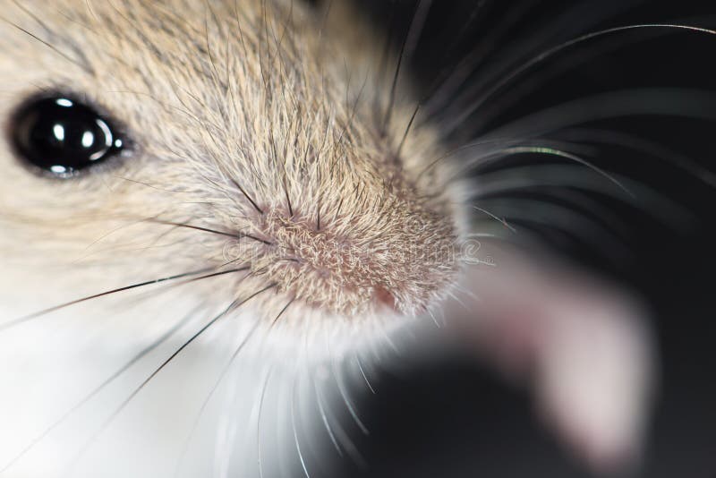 Mouse nose. close-up stock photo. Image of portrait - 101330420