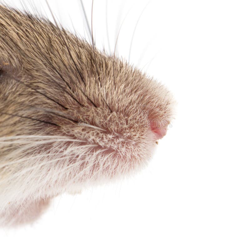 9,385 Mouse Nose Photos - Free & Royalty-Free Stock Photos from Dreamstime