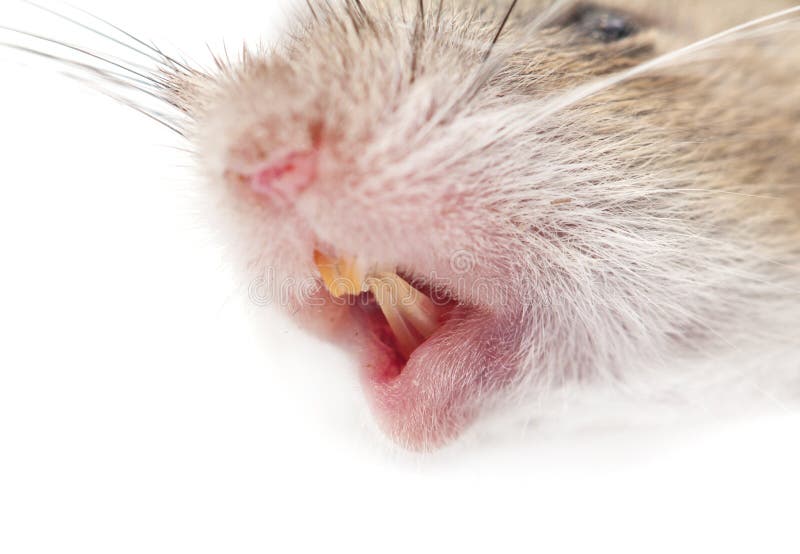 Mouse nose. close-up stock photo. Image of portrait - 101330420