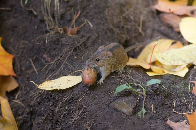 Mouse with a Nut on the Ground Stock Photo - Image of ground, leaf ...