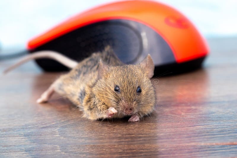 Mouse on the Office Desk Near a Computer Mouse, Working in the Office ...