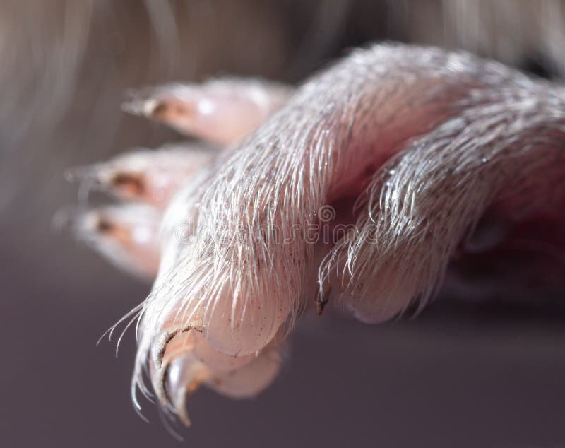 Mouse paw with claws. stock image. Image of wool, mouse - 243517829