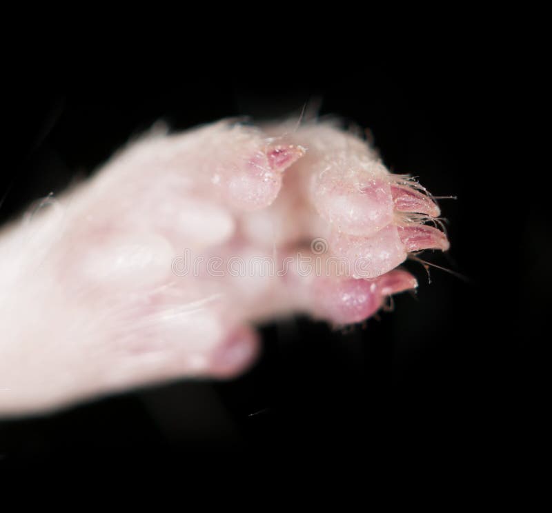 Mouse paw. close-up stock photo. Image of rodent, fluffy - 101329516