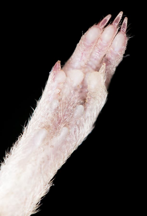 Mouse paw. close-up stock image. Image of hair, hairy - 101332729