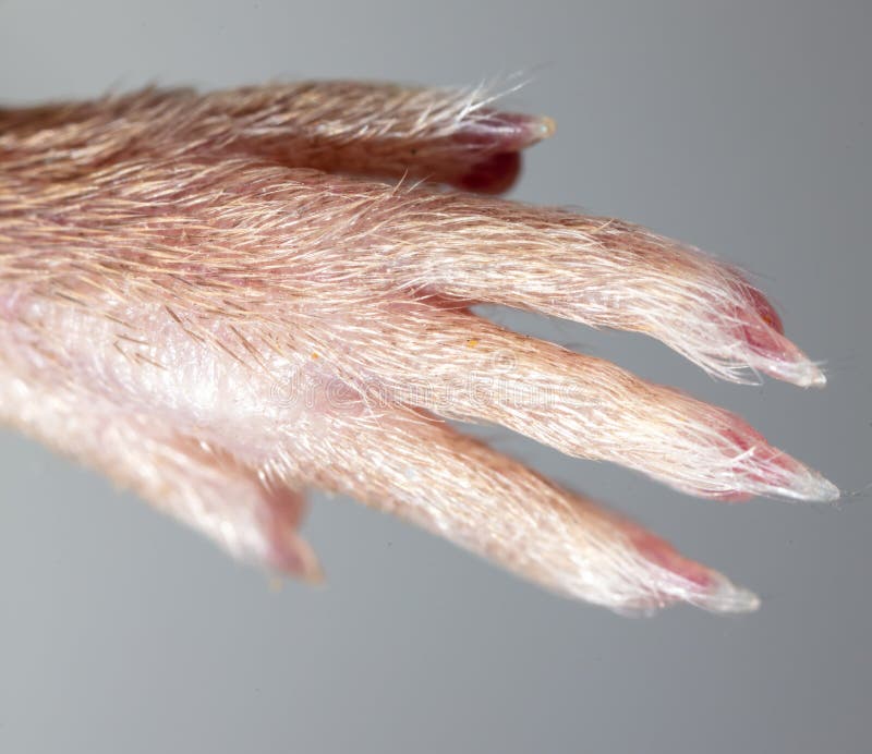 The Mouse is Isolated on a White Background. Stock Photo - Image of ...