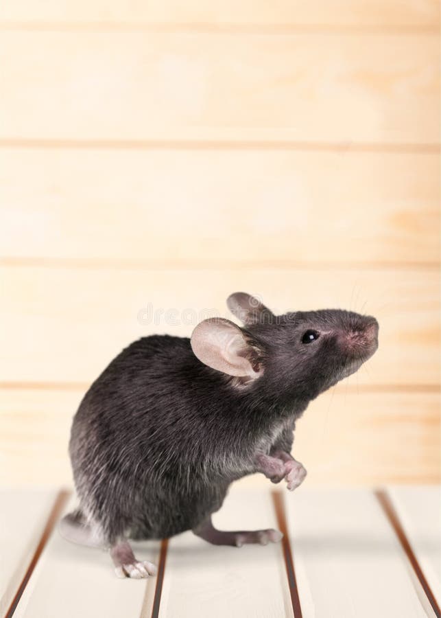 314 Mouse Animal Side View Isolated Stock Photos - Free & Royalty-Free ...