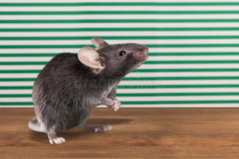 314 Mouse Animal Side View Isolated Stock Photos - Free & Royalty-Free ...