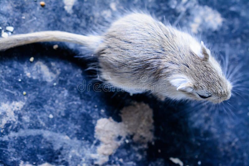 Mouse stock image. Image of animal, rodent, organism - 66129317