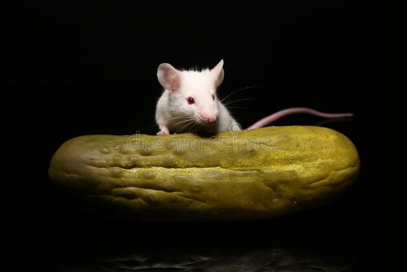 1+ Mouse pickle Free Stock Photos - StockFreeImages