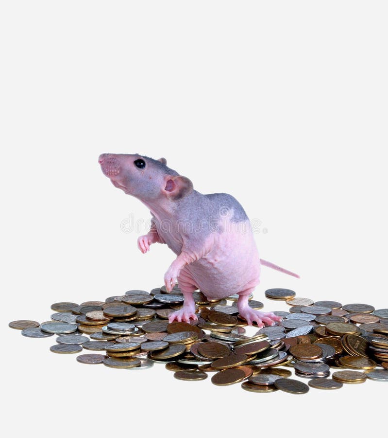 Mouse On Pile Of Money Picture. Image: 5549946