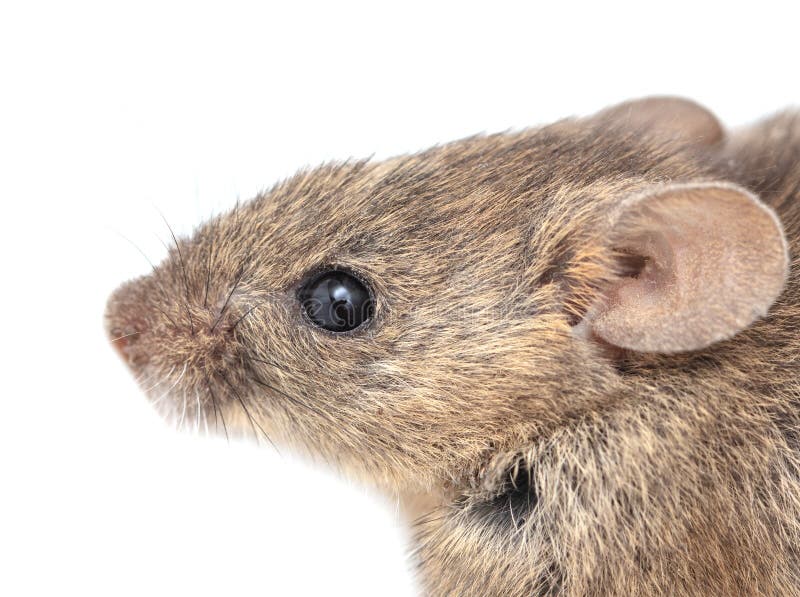 The Mouse is Isolated on a White Background. Stock Photo - Image of ...