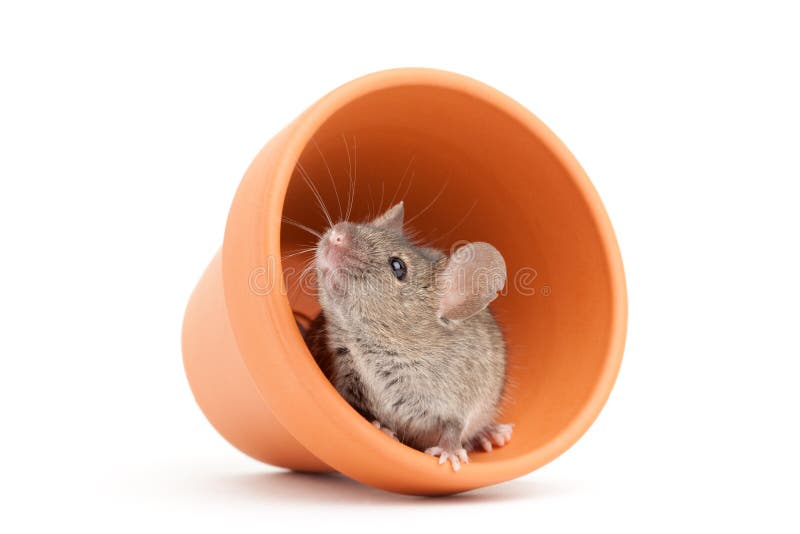 Mouse in a Pot Isolated on White Stock Image - Image of rodent, close ...