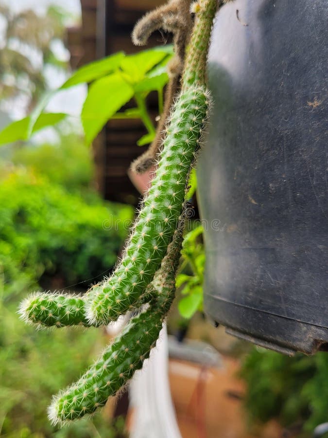 Mouse rat cactus stock image. Image of quintal, jardim - 351779375