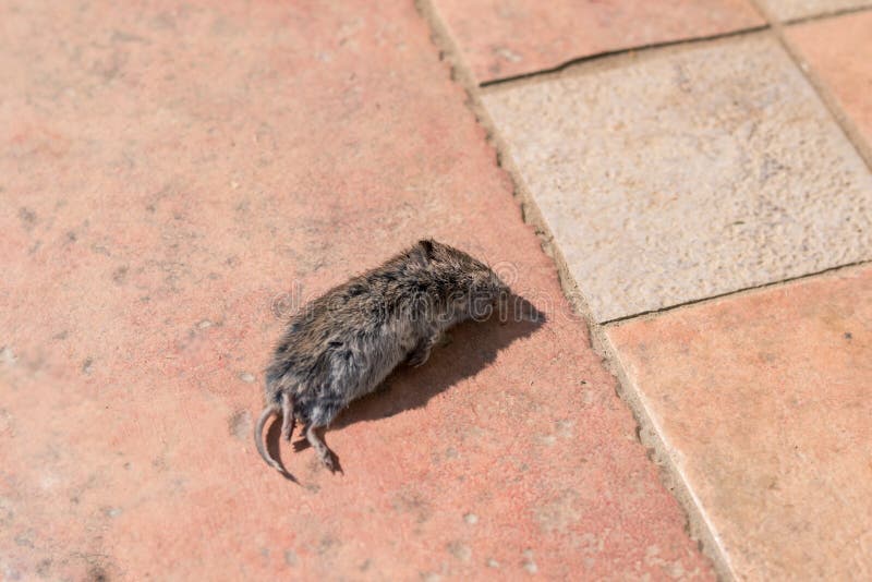 Dead Mouse Lying on the Floor Stock Photo - Image of exterminate, lure ...
