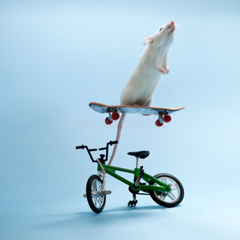 Mouse riding stock photo. Image of design, street, small - 22236290