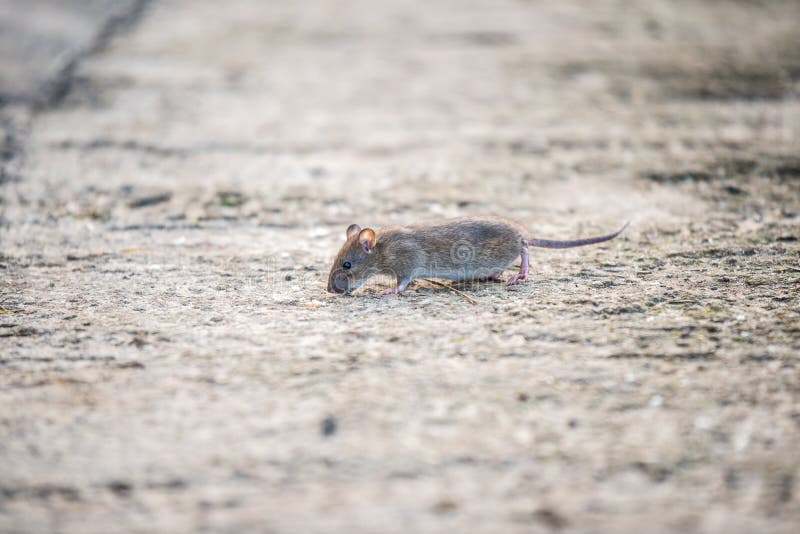 Mouse on the Road. Rat on the Street during Day Stock Photo - Image of ...