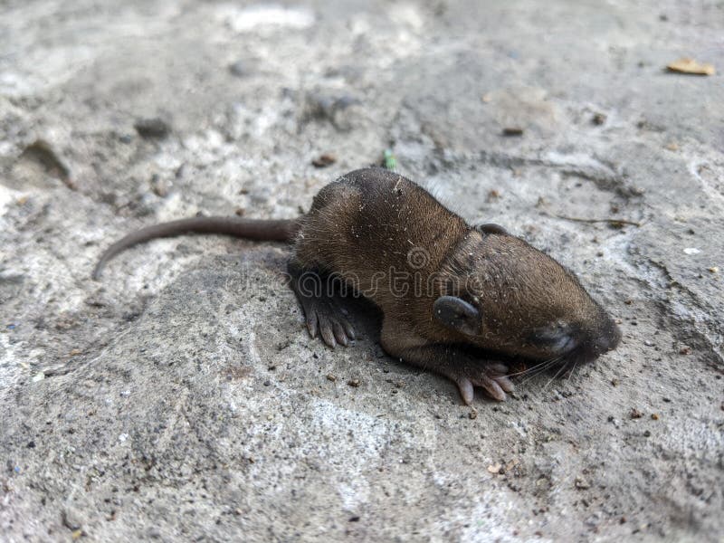 Mouse on a rock stock photo. Image of mice, mouse, baby - 326789922