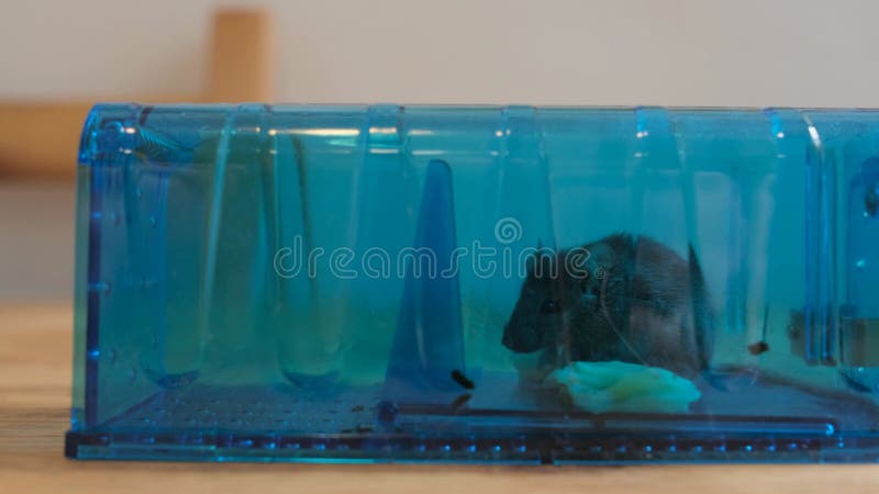 Mouse Running Around Inside a Humane Rodent Trap Stock Video - Video of ...