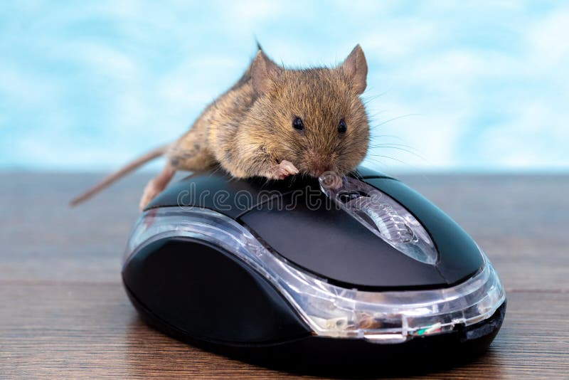 The Mouse Sits on a Computer Mouse. Work in the Office Stock Image ...