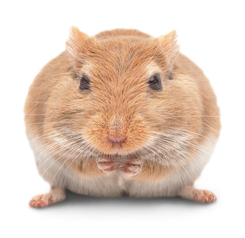 123 Mouse Eats Seeds Stock Photos - Free & Royalty-Free Stock Photos ...