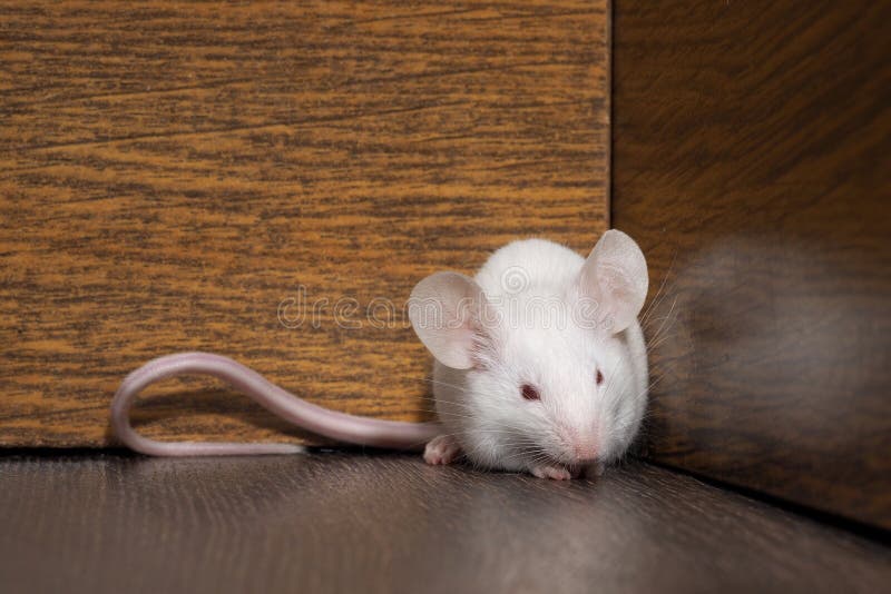 Nest of White Mice in the Old Cabinet. Three Mouse - White Hair, Red ...