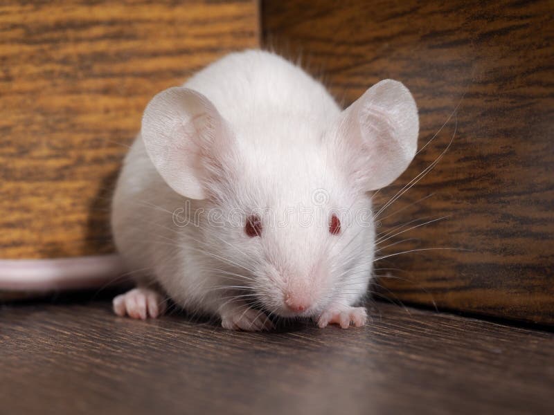 The Mouse Sits in the Empty Closet. Rodent Lived in the House. White ...