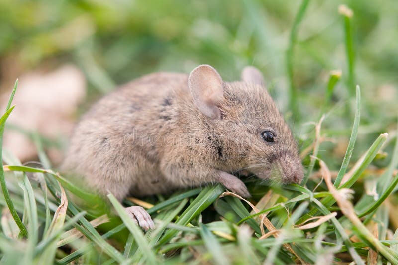 Mouse sitting stock photo. Image of england, macro, rodent - 262652526