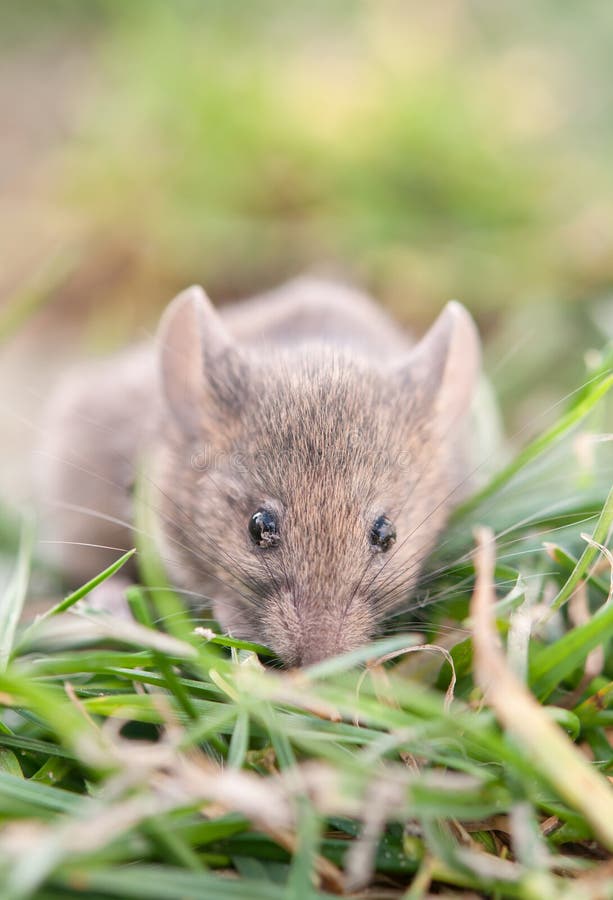 13,500 Mouse Sitting Photos - Free & Royalty-Free Stock Photos from ...