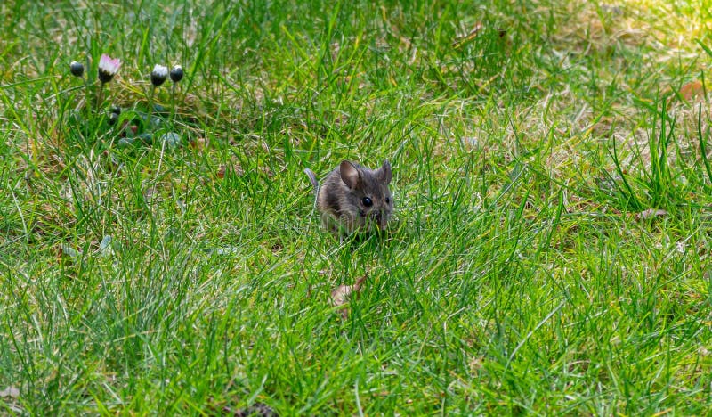 A mouse sitting in a grass stock image. Image of mouse - 268321689