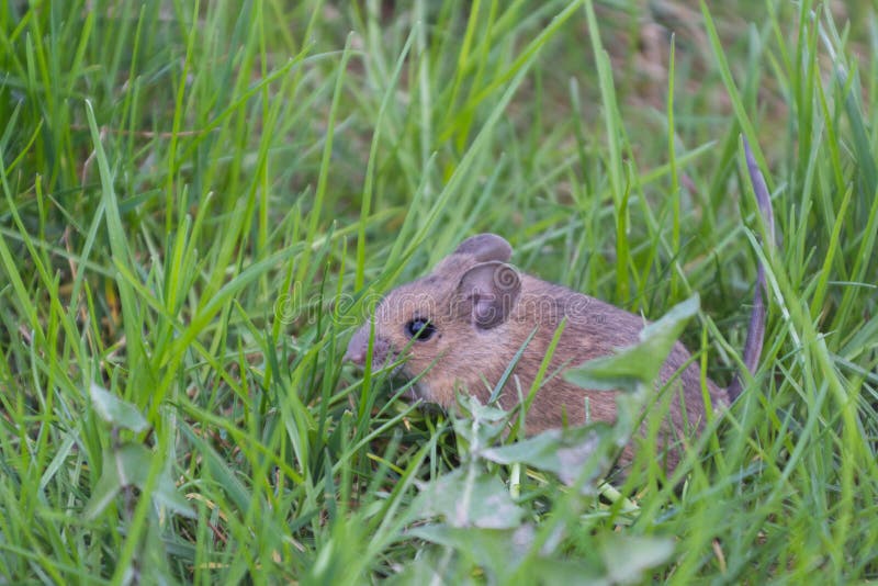 Gray mouse in the grass stock photo. Image of pest, aspect - 74992918