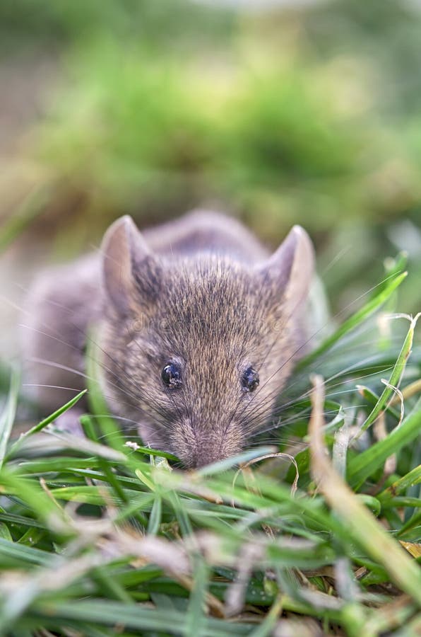 Mouse sitting stock photo. Image of apodemus, animal - 102422610