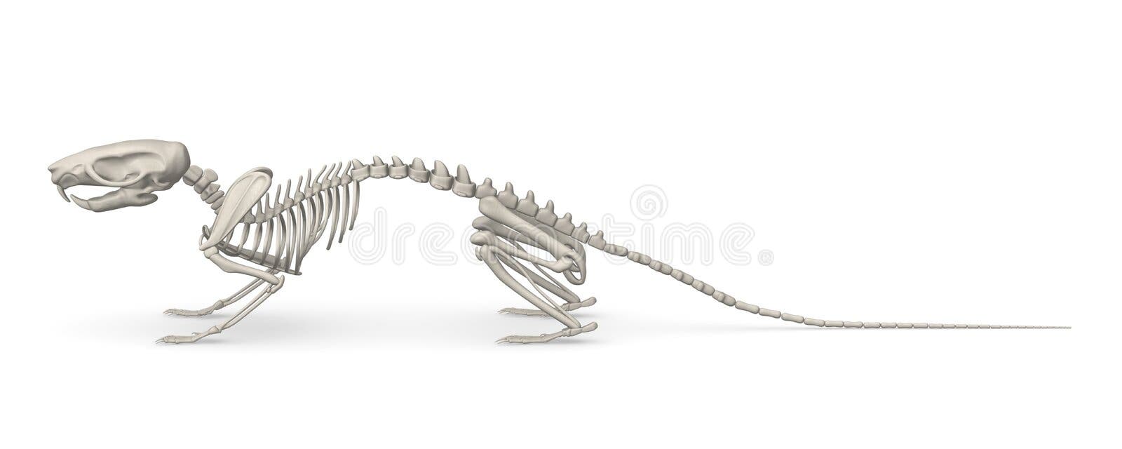 Mouse Skeleton - Front,top,side,back Stock Illustration - Illustration ...