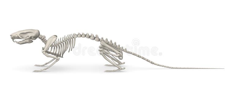 Mouse skeleton 3d stock illustration. Illustration of mouse - 23706682