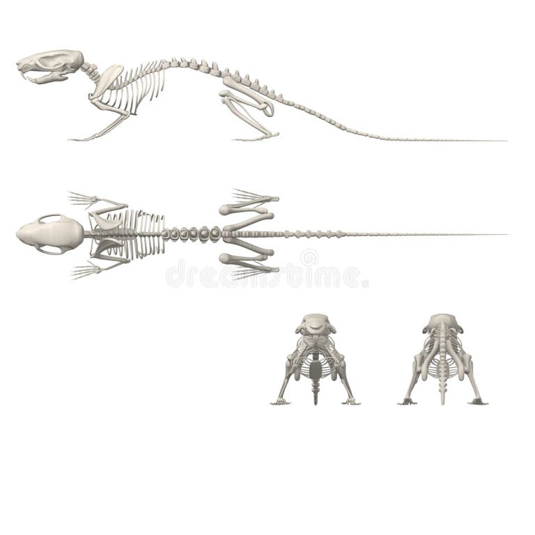 Mouse Skeleton - Front,top,side,back Stock Illustration - Illustration ...
