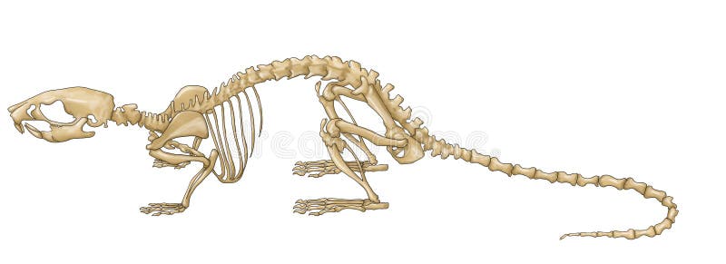 Mouse Skeleton - Front,top,side,back Stock Illustration - Illustration ...