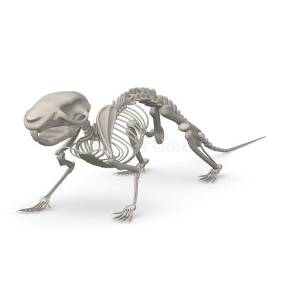 Mouse skeleton - p stock illustration. Illustration of skull - 23706690