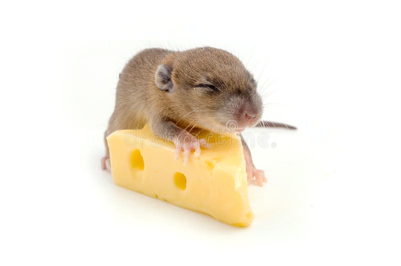 Mouse and Swiss Cheese stock image. Image of tail, rodent - 44572223
