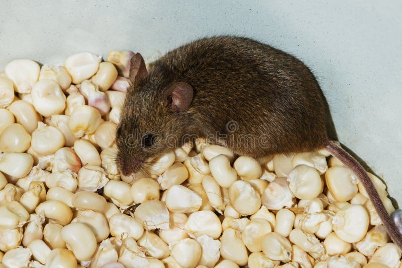 Mouse (small Rodent) Sits on Grains (seeds) of Corn Stock Image - Image ...