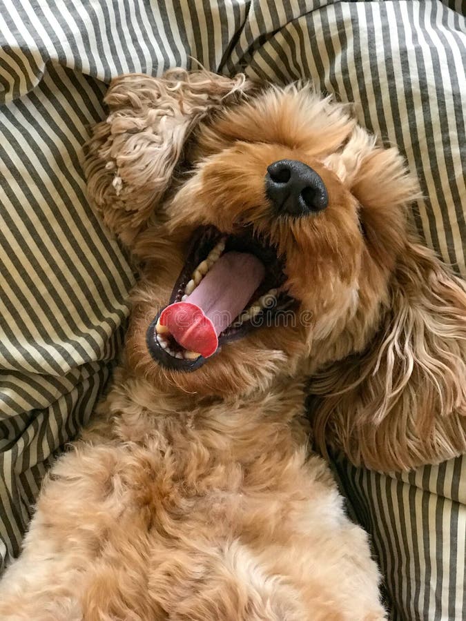 Mouse Smiling Waiting for Her Food Stock Photo - Image of wales ...